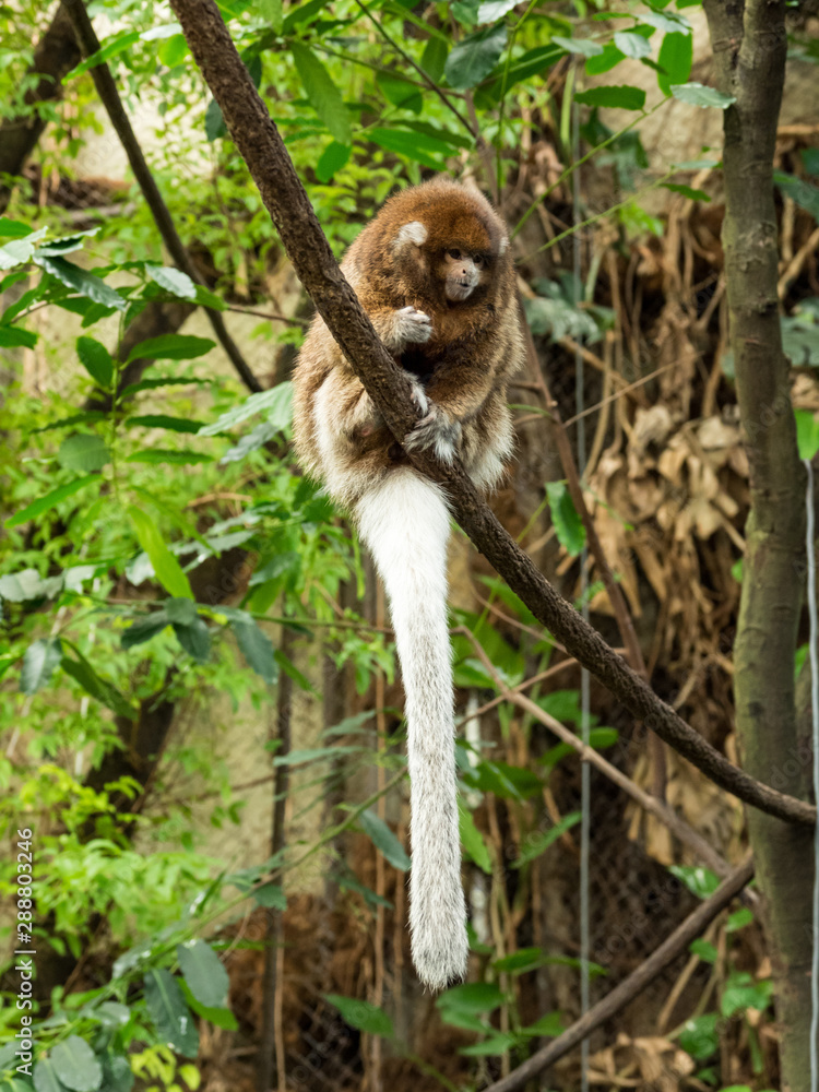 Titi Monkey on Vine in Jungle, Zoo Monkey, National Zoo, Washington DC ...