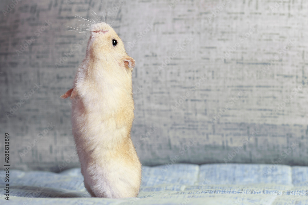 Fluffy dwarf hamster stands on its hind legs on blue background Stock ...