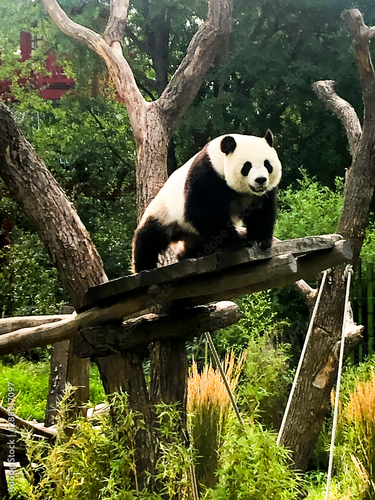 Beautiful Panda Photography