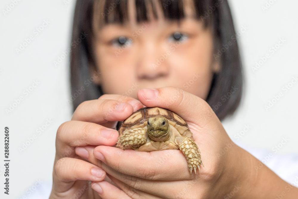 Baby sulcata tortoise or African spurred Turtle (Geochelone sulcata ...