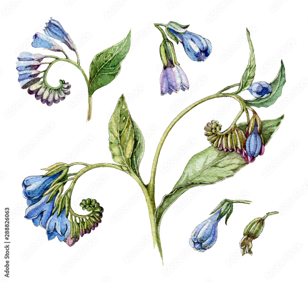 Comfrey Plant Drawing
