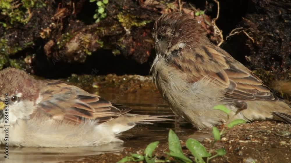 The Italian Sparrow (Passer italiae), also known as the Cisalpine ...