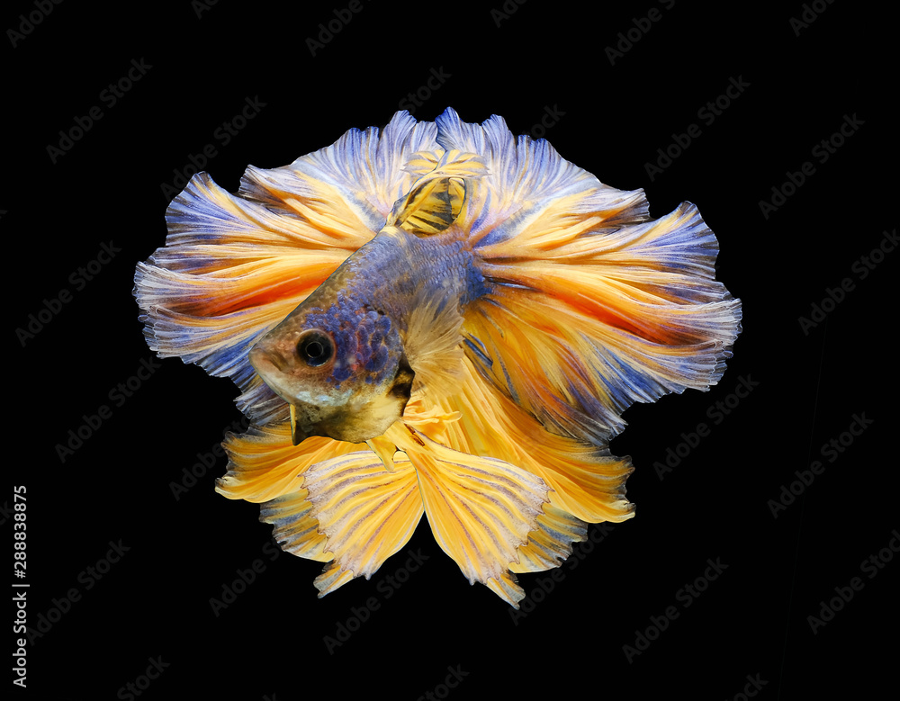 Dark Blue Betta Fish