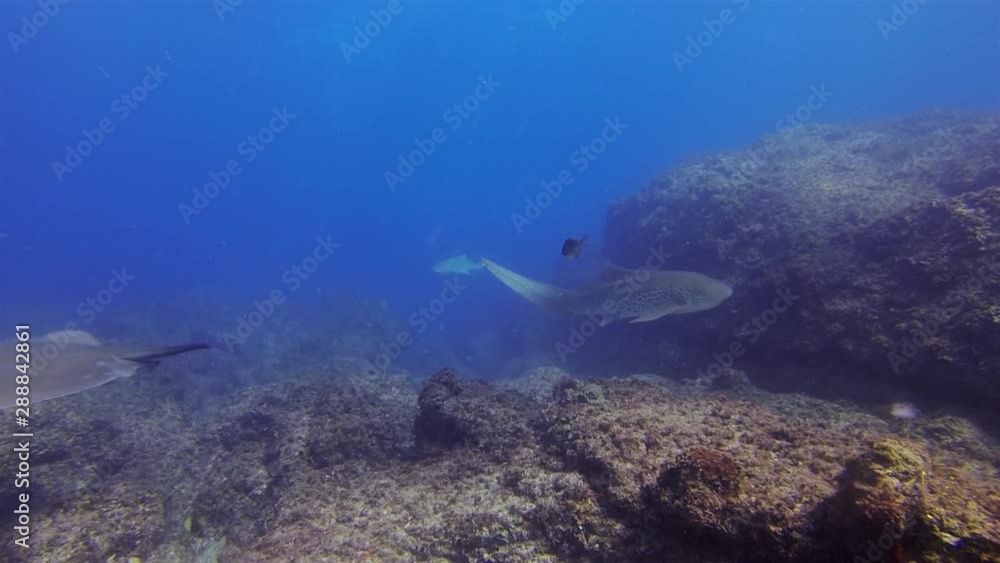 Stingray & Leopard Shark Swimming Over Rocky Coral Reef In Blue Sea ...