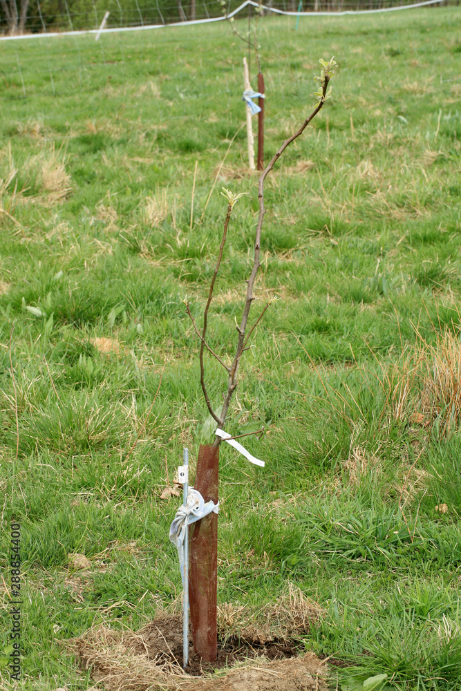Foto de Young apple tree in the new orchard. The tree is protected ...
