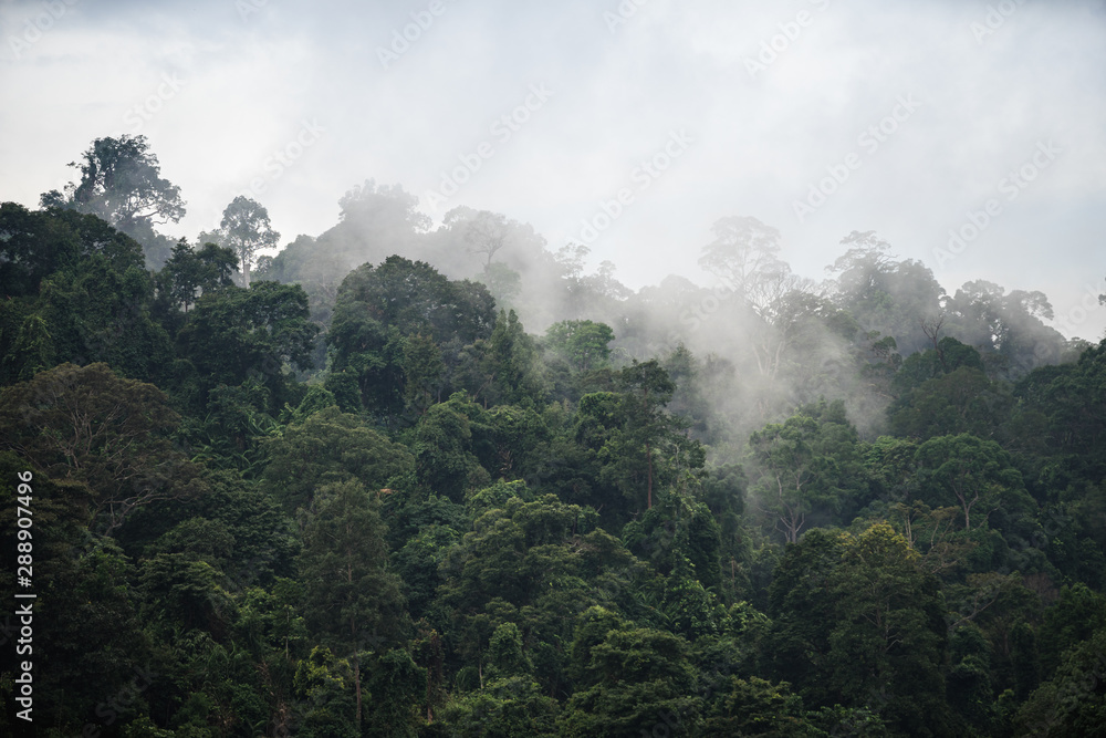 The Trees with fog after raining on the hill in tropical rain forest of ...