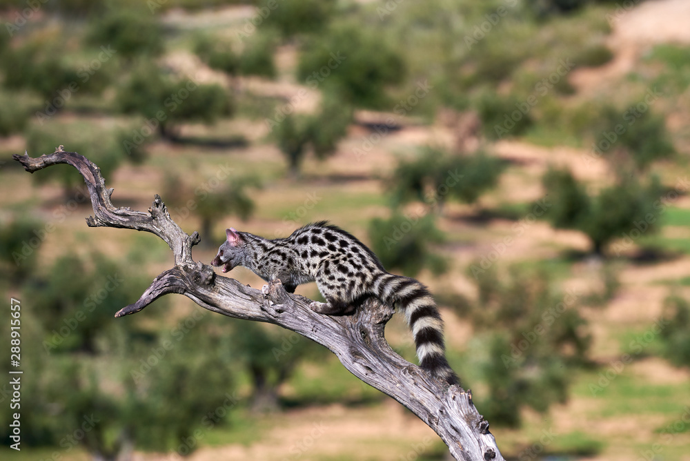 gineta Jineta Genetta genetta Stock Photo | Adobe Stock