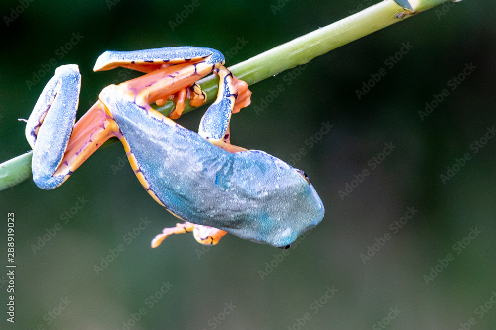 tree frog, Cruziohyla or Phyllomedusa calcarifer, climbing branch ...