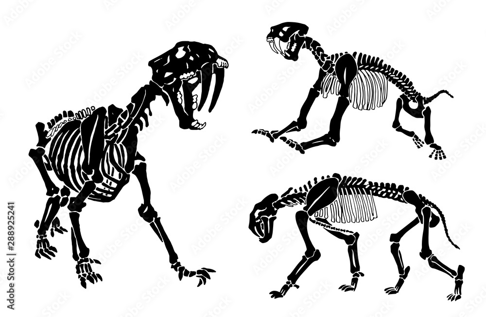 Graphical set of skeletons of saber-toothed tiger on white background ...