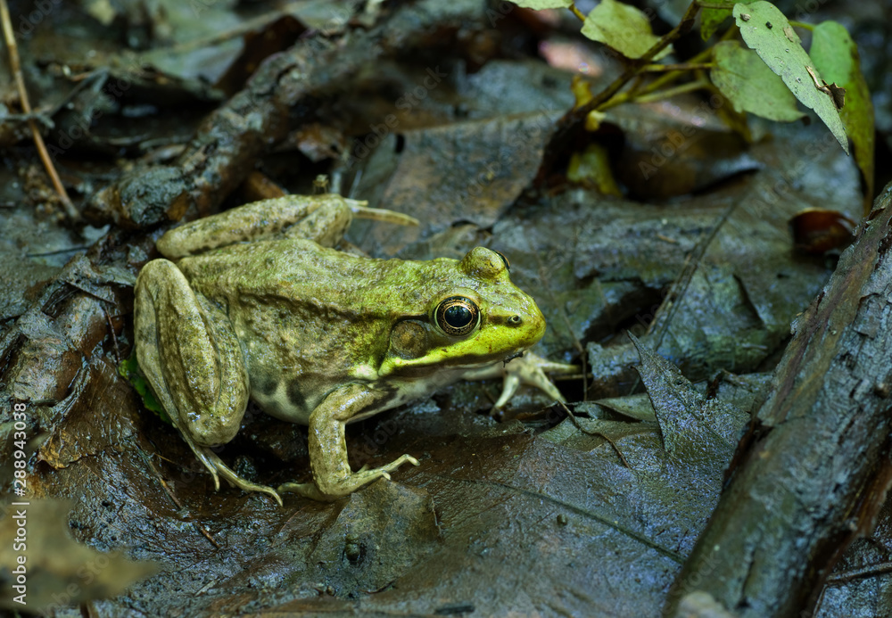 Rana Clamitans Green Frog