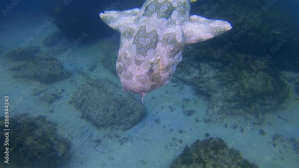 Wobbegong Shark Close Up. Grumpy Shark Swimming Close On Shark Dive. Moody Shark With Camouflage ...
