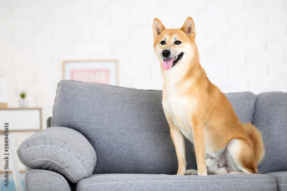 Grey Shiba Inu