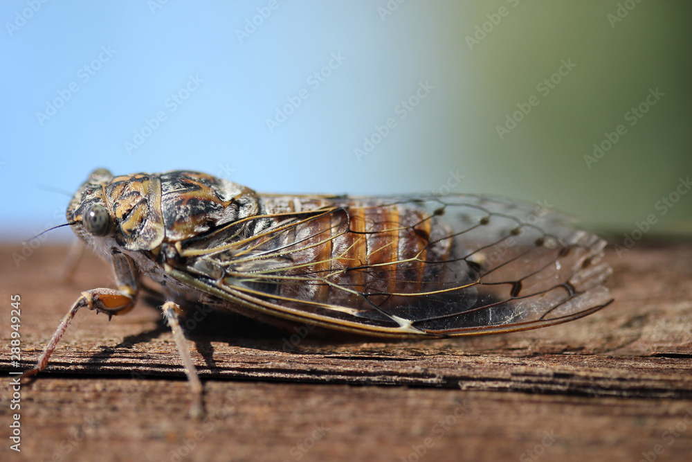 Insecte Cigale Cicada orni Stock Photo | Adobe Stock