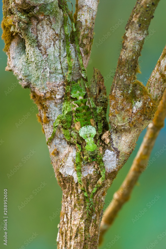 Fotka „Lichen-mimic katydid hiding on lichen-covered branch in ...