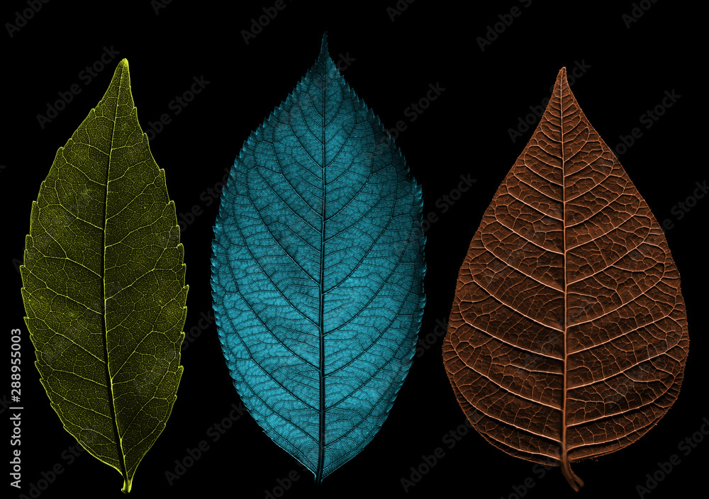 Pretty Leaves