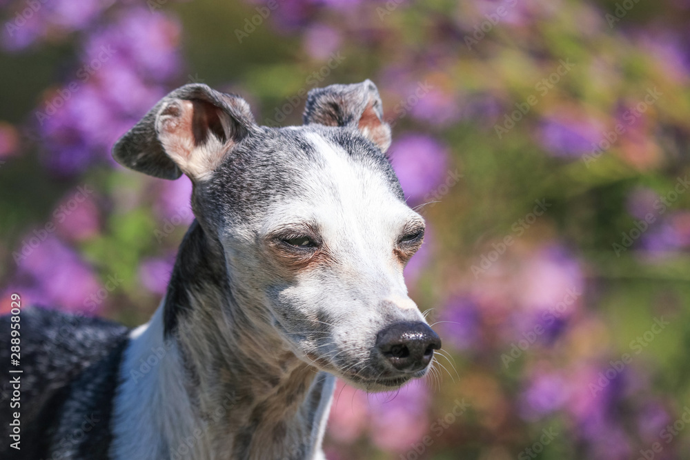 Cute Italian Greyhound