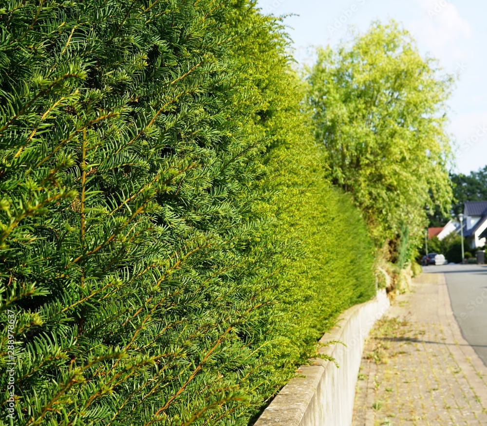 Yew Hedge