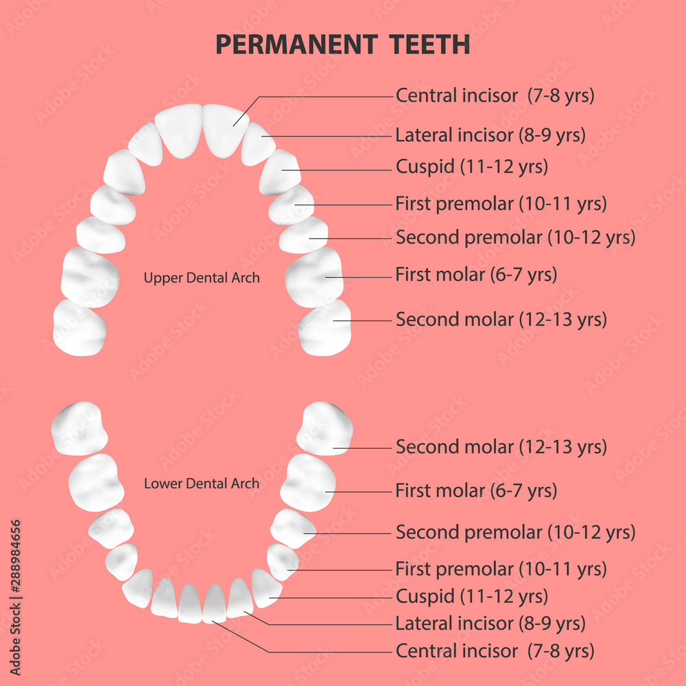 Adult Teeth Anatomy