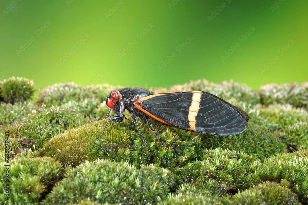 Cicada : Butterfly cicadas with broad multicolor wings. Orange strip ...