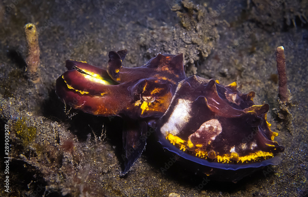 Cuttlefish is marine animal that can change its colour by changing skin ...