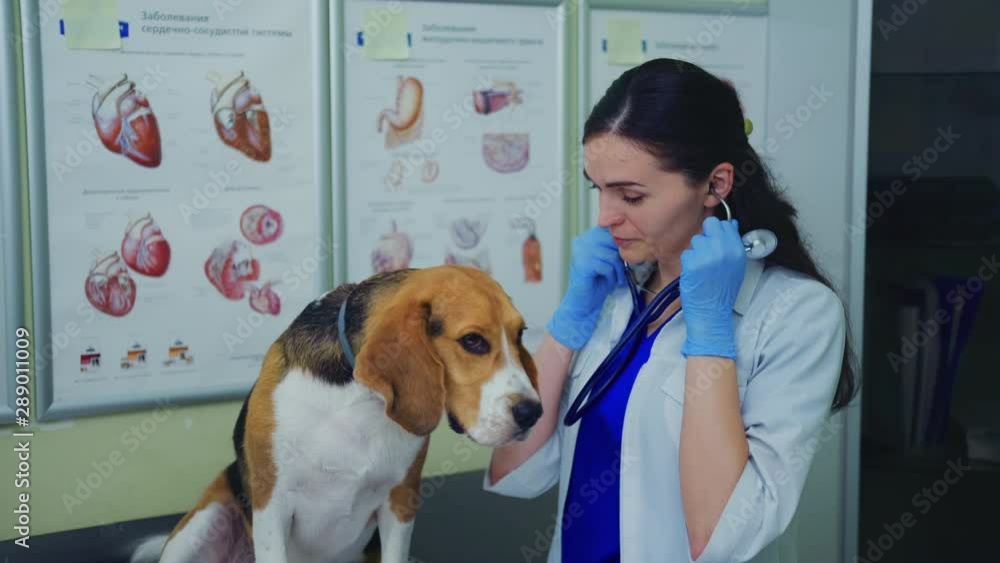 Beagle dog on examination in the office of a veterinarian. Prescription ...