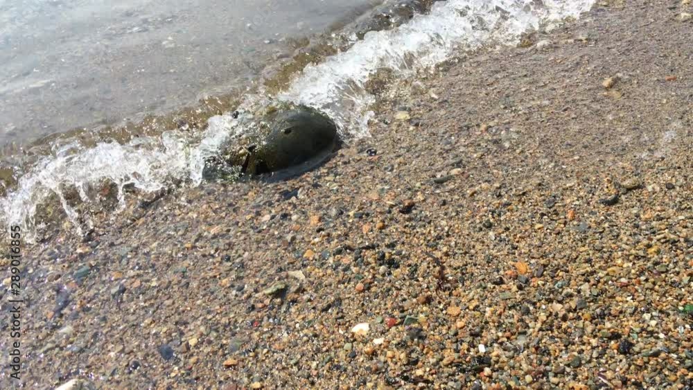Ancient crustacean fossil of an invertebrate shellfish horseshoe crab ...