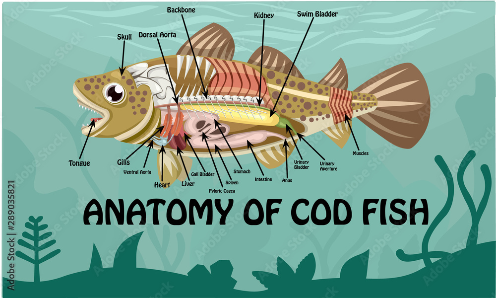 Anatomy of cod fish Vector cartoon Design Illustration Stock Vector ...