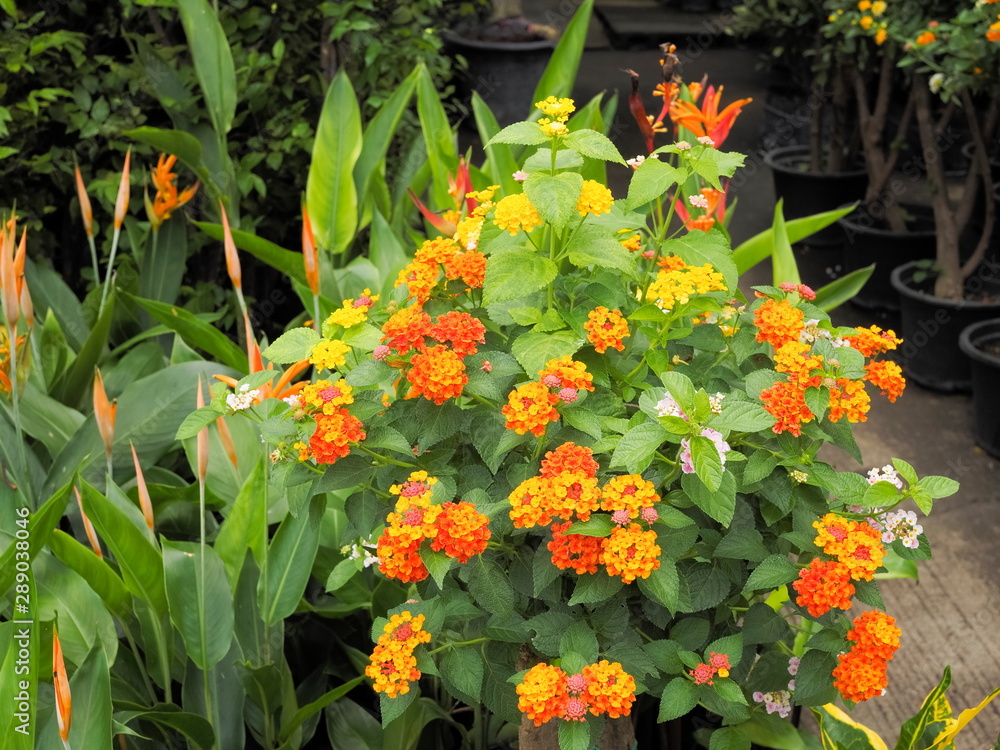 Colorful many Lantana camara flower blossom with green leaves ...