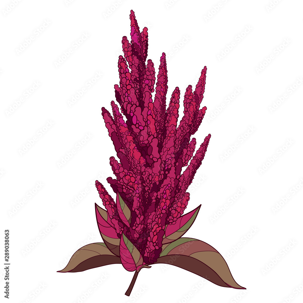 Vecteur Stock Stem with outline Amaranthus or Amaranth flower bunch and ...