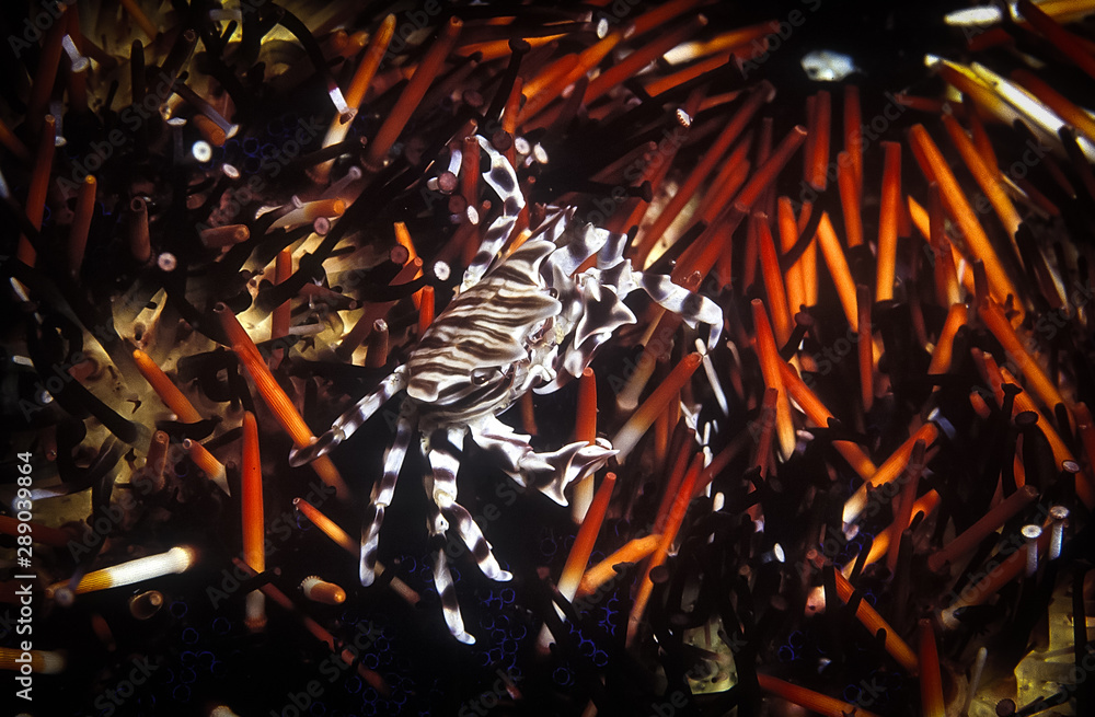 Zebra crab lives in sea urchins and matches their colour and appearance ...