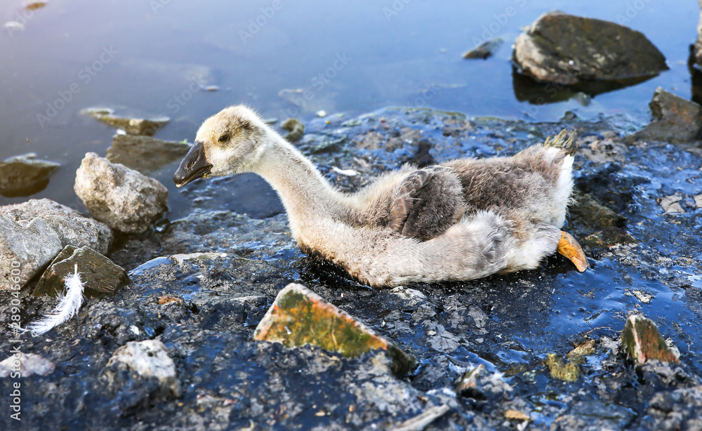 Bird stuck in polluted water with tar. Dying animals in industrial ...