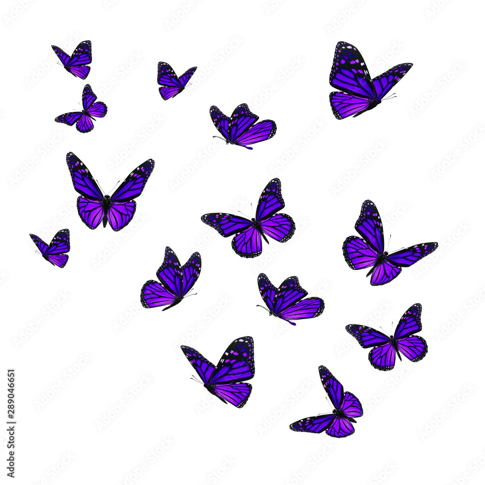 Beautiful purple monarch butterfly Stock Photo | Adobe Stock