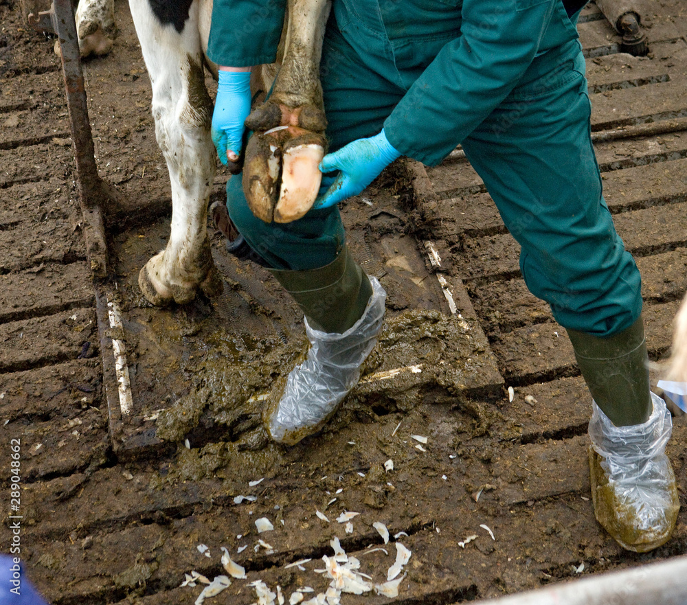 Cutting claws of a cow in a stable. Clawcutting. Farming. Cattle ...