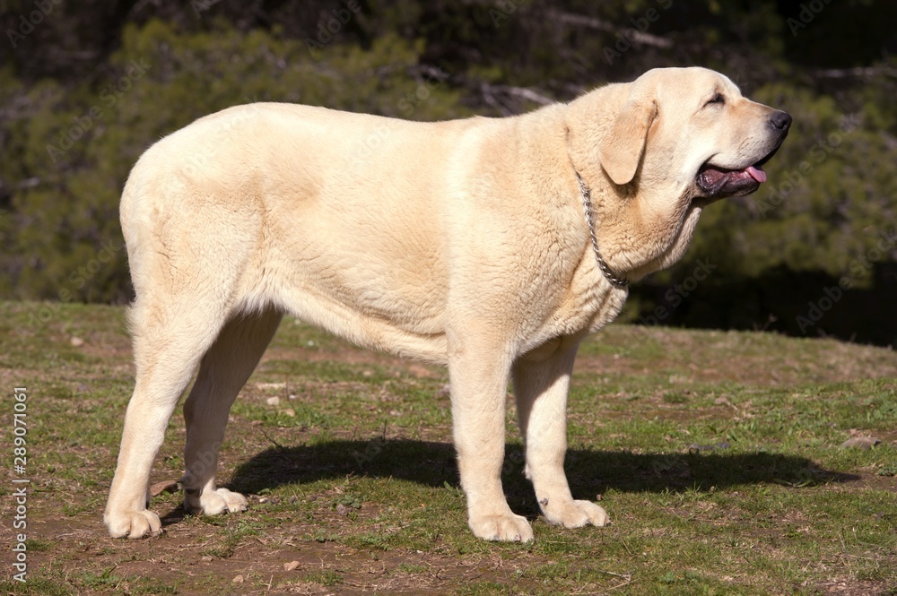 What Is The Breed Of Spanish Mastiff