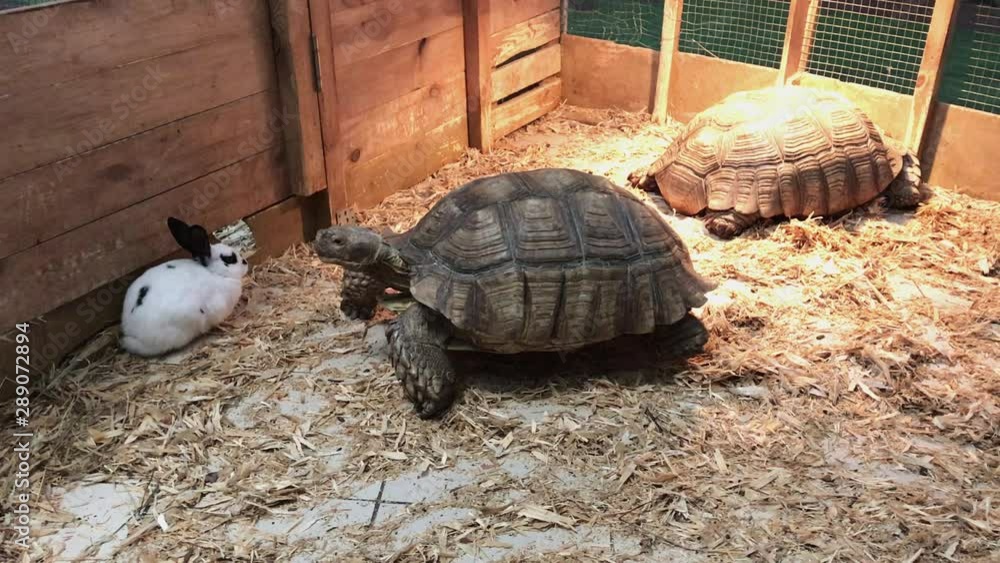 The tortoise slowly creeps toward the white rabbit while the second ...