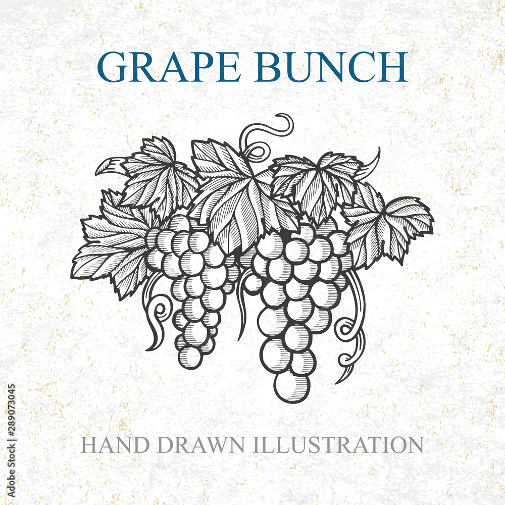 Grape bunch. Hand drawn grape bunch engraving style illustration. Grape ...