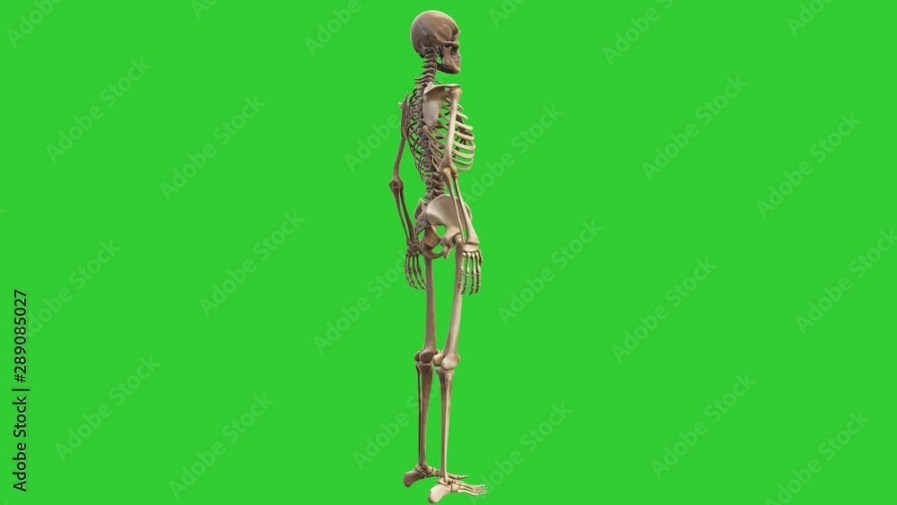 Rotating Skeleton with green screen background Stock Video | Adobe Stock