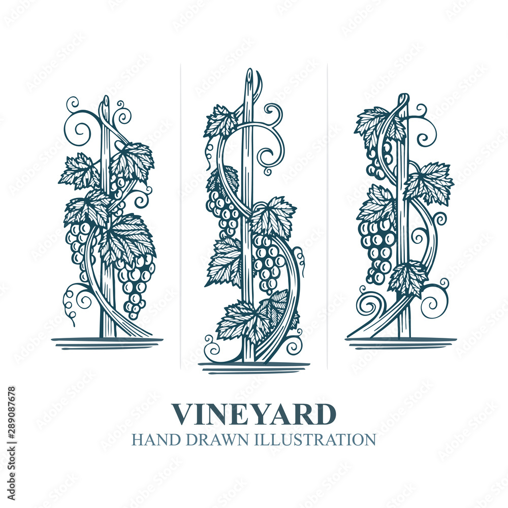 Grapes in vineyard. Hand drawn vine and grape bunch engraving style ...