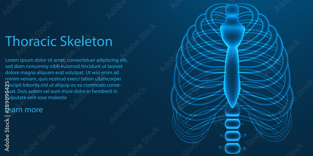 Thoracic skeleton. X ray theme concept on blue background. vector ...