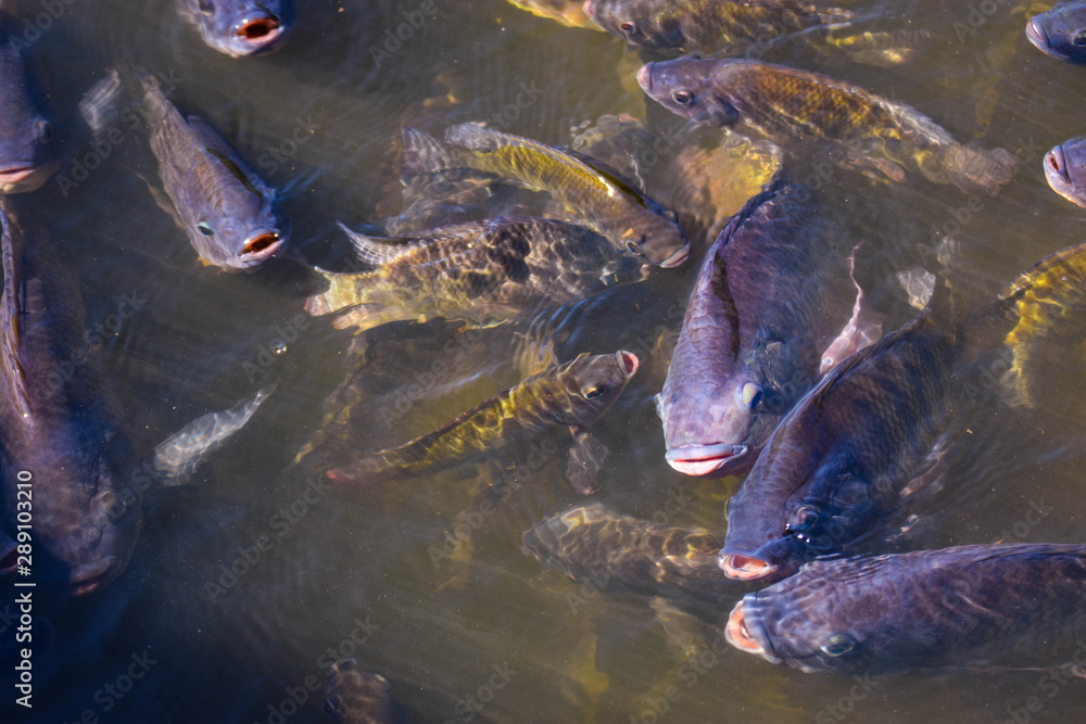 A large group of tilapia in the pond is rising to the surface to wait ...