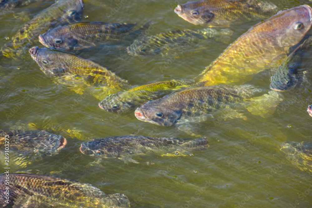 A large group of tilapia in the pond is rising to the surface to wait ...