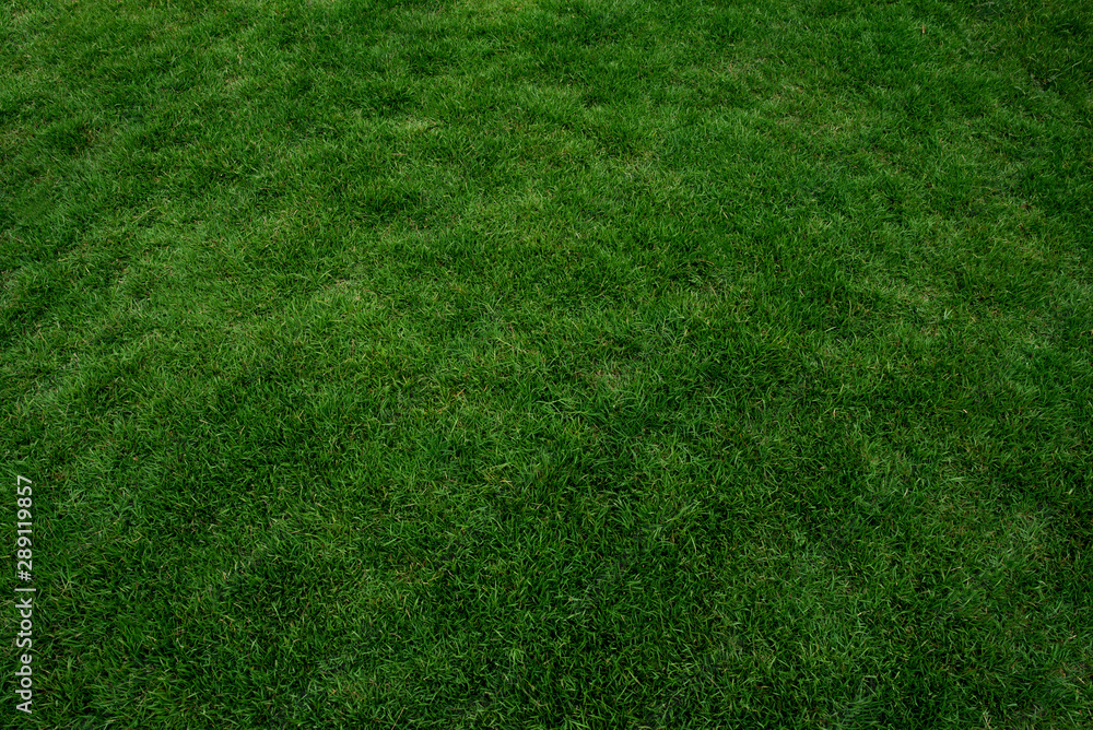 Green grass texture background, Green lawn, Backyard for background ...