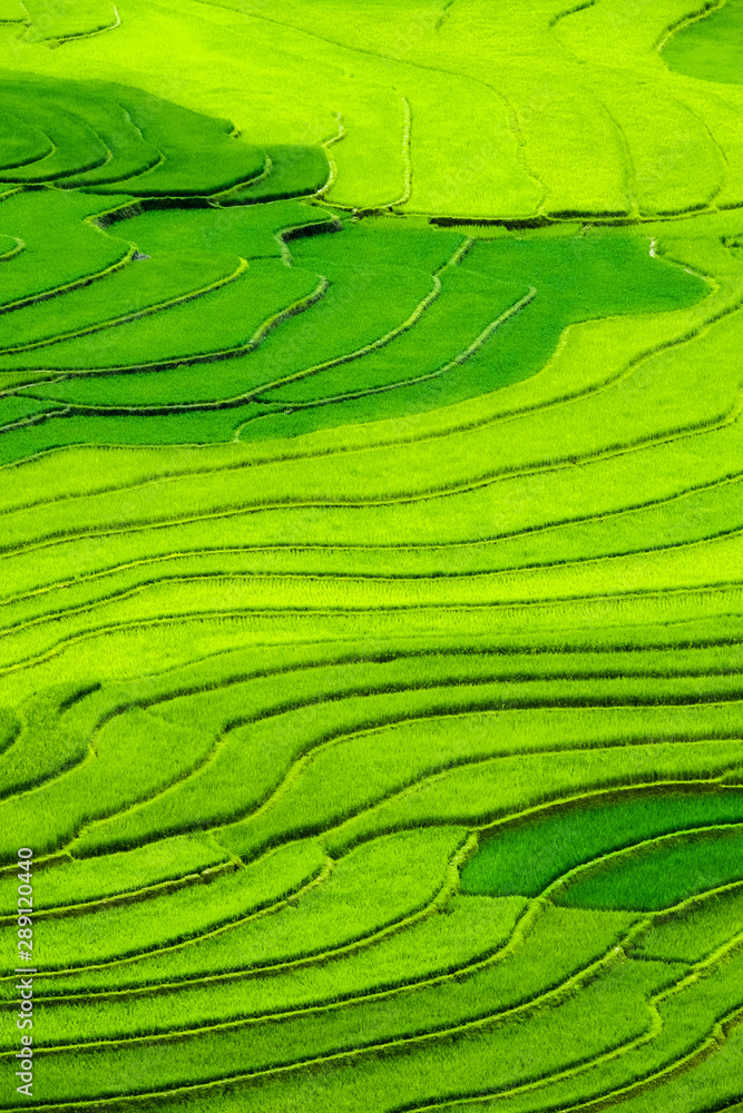 Aerial view on the rice fields of Tu Le valley, between Nghia Lo and Mu ...