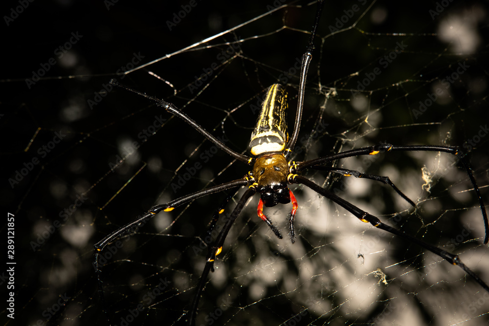 Spider on a web. Nephila pilipes (northern golden orb weaver or giant ...