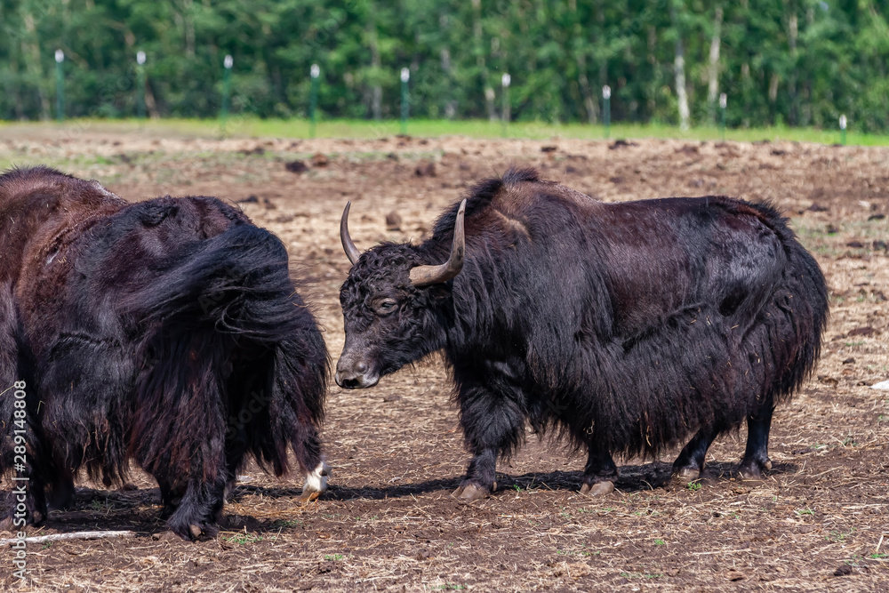 Yak Ranch - An Alternative Meat, Milk, and Wool Stock Photo | Adobe Stock