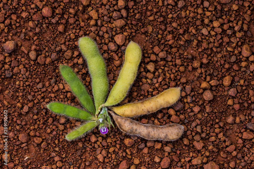 Soybean crop, stage of evolution and maturation, close up with macro ...