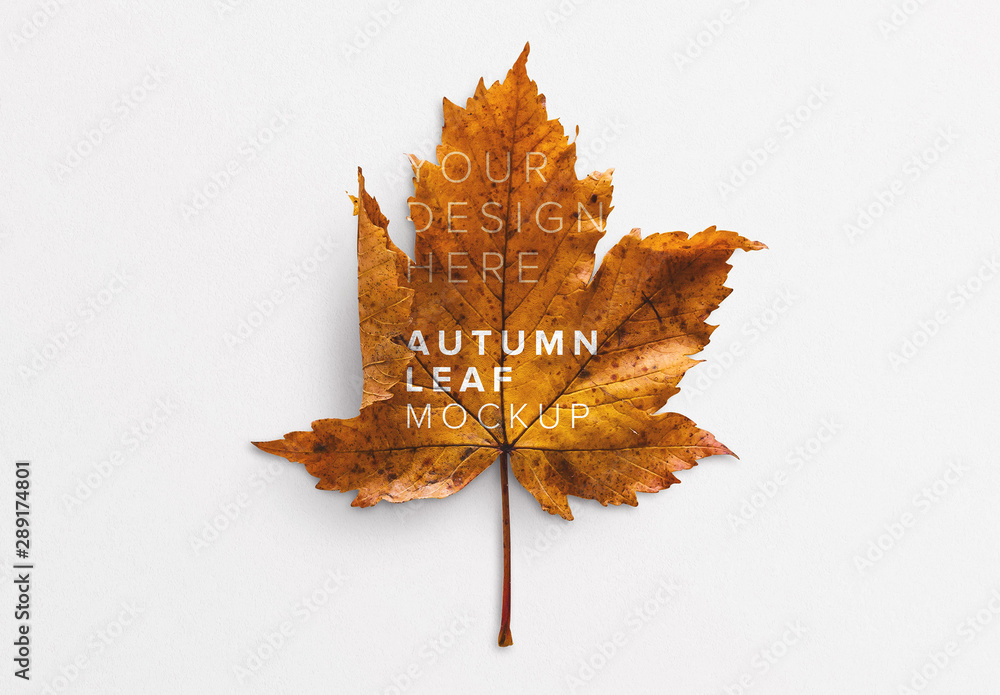 Autumn Leaf Mockup Stock Template | Adobe Stock