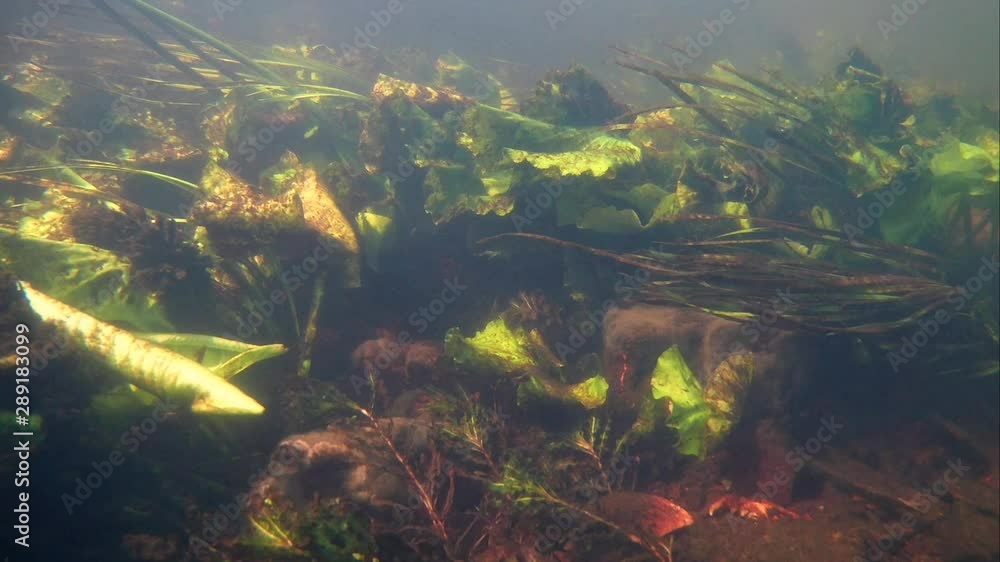 Video „shallow freshwater river bottom with very fast flow, rich flora ...