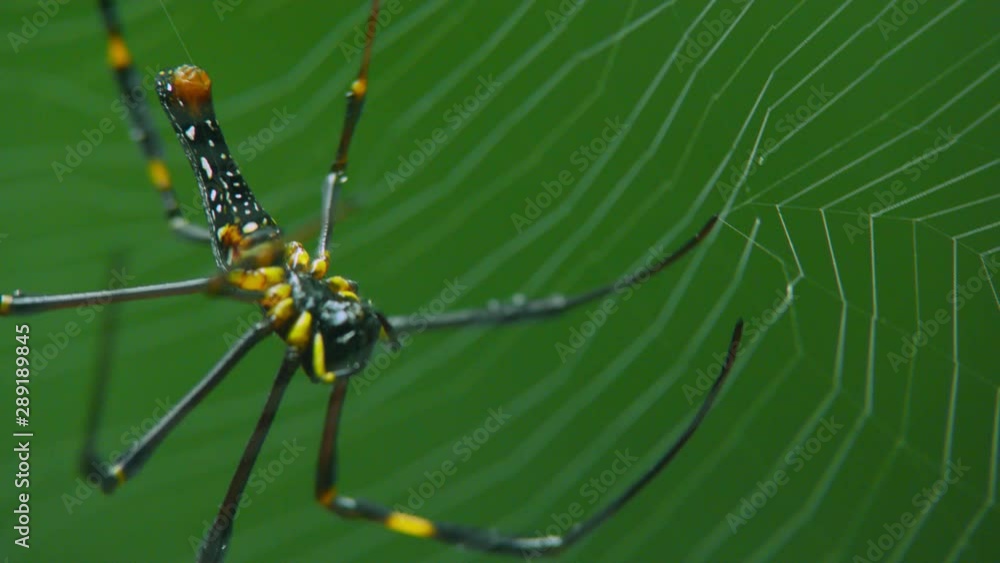 A large spider on the web in tropical rain forest. Stock Video | Adobe ...