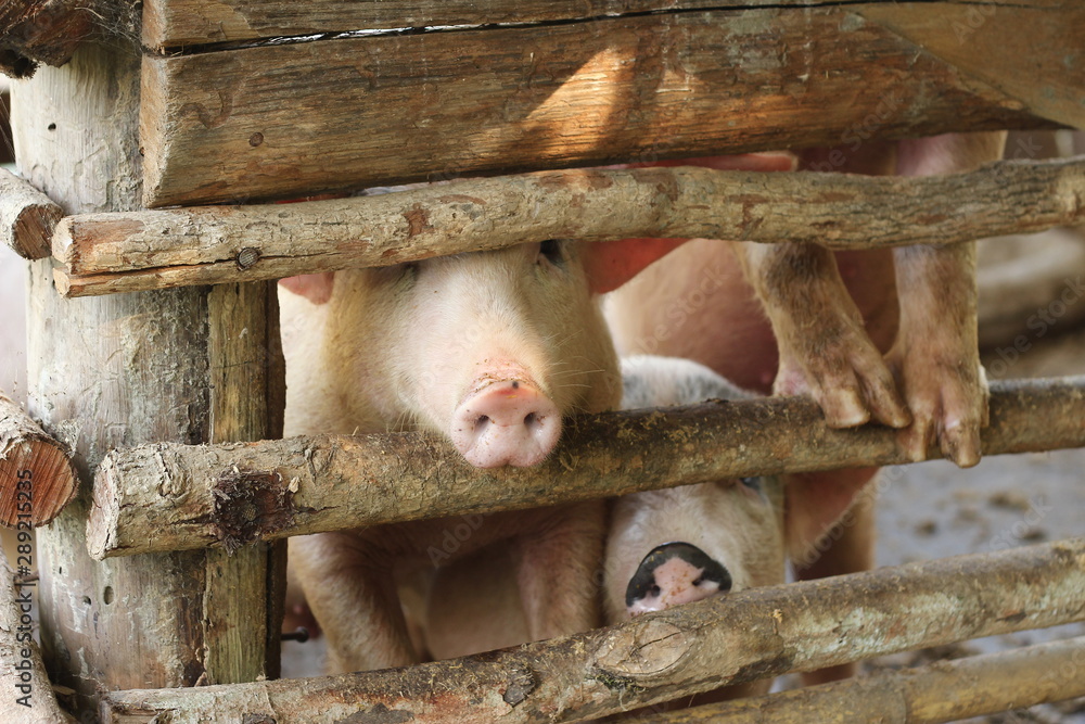 large group of pigs playing together an waiting to be fed in their ...